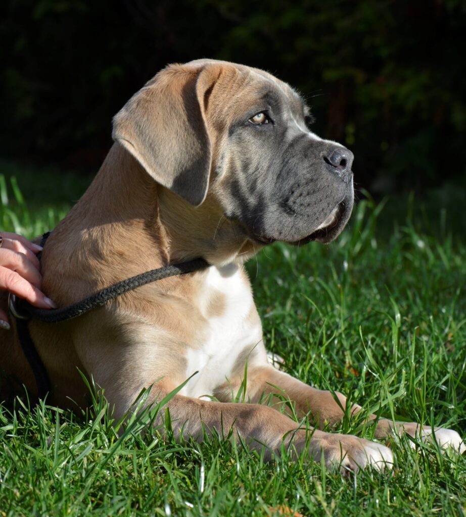 Koerad - Kennel Eaglemount
